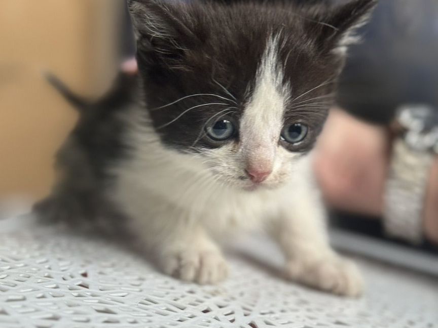 Кошка