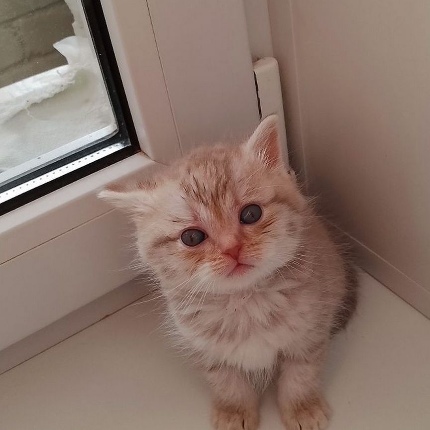 Шотландский прямоухий короткошёрстный котёнок