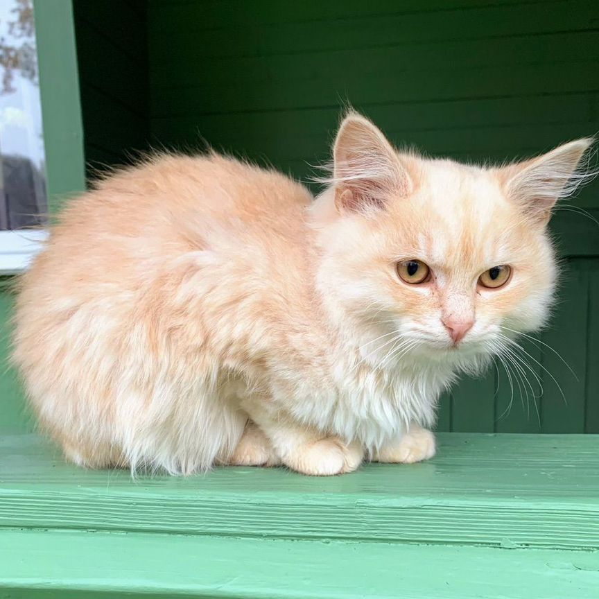Котенок 4 мес мальчик