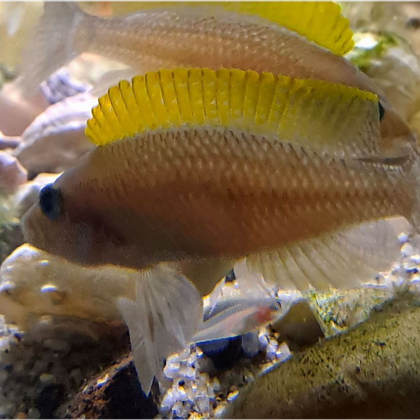 Ракушковые цихлиды