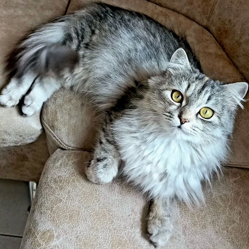 Сибирская, взрослая кошка