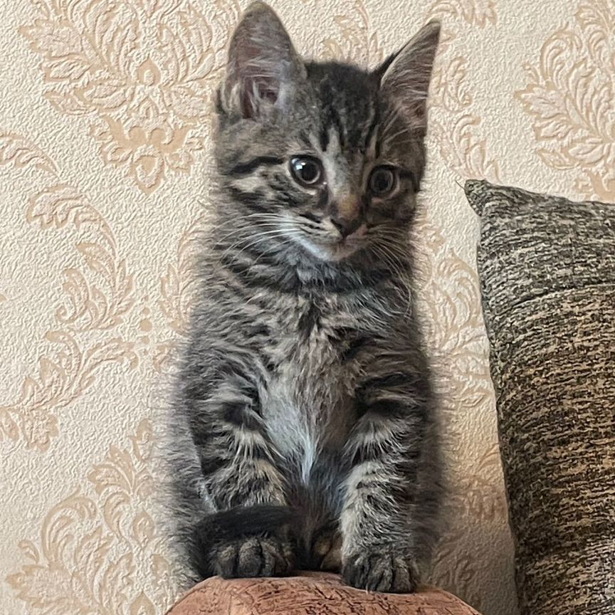 Котёнок от частного владельца