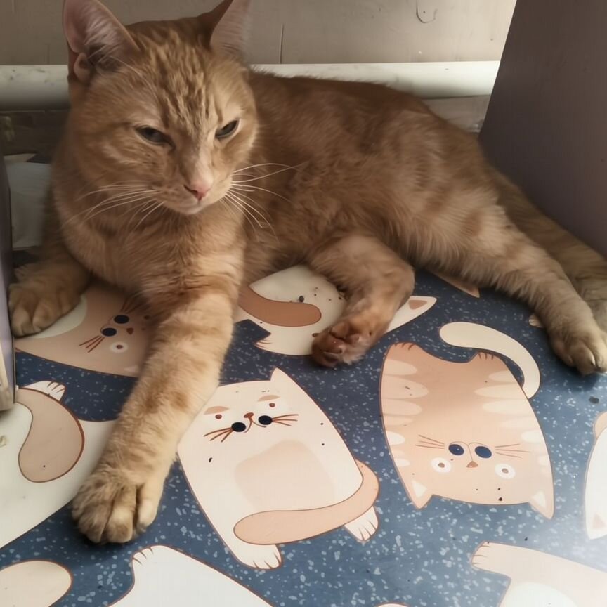 Взрослый кот в добрые руки