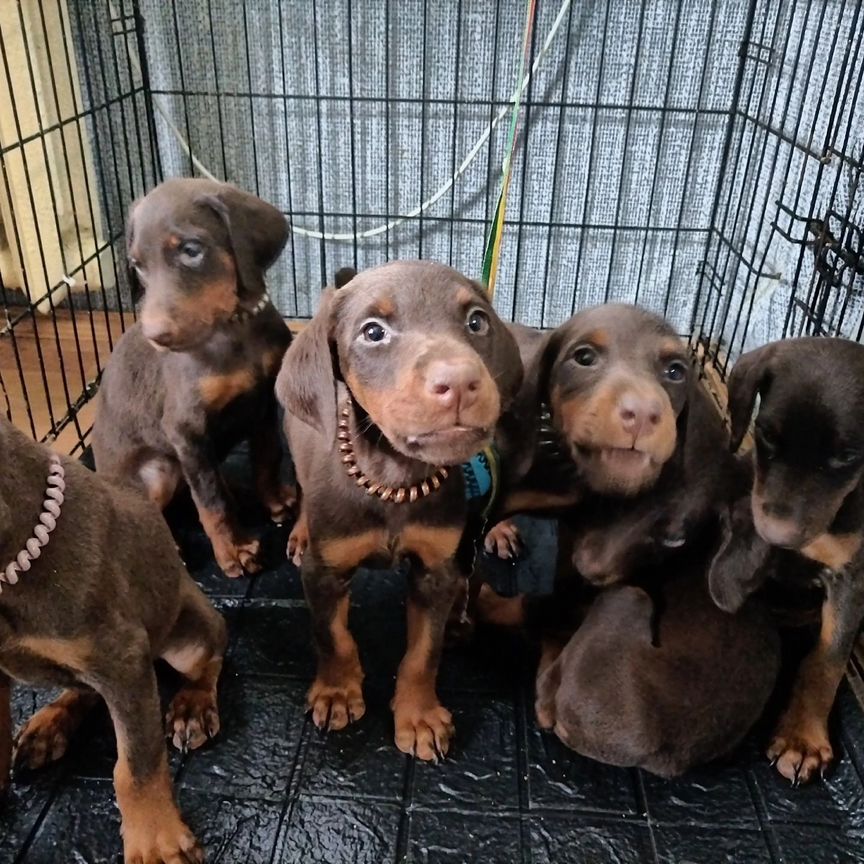 Щенки добермана