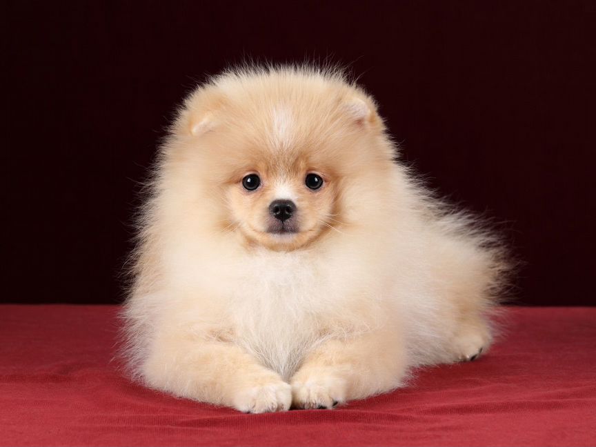 Померанский шпиц