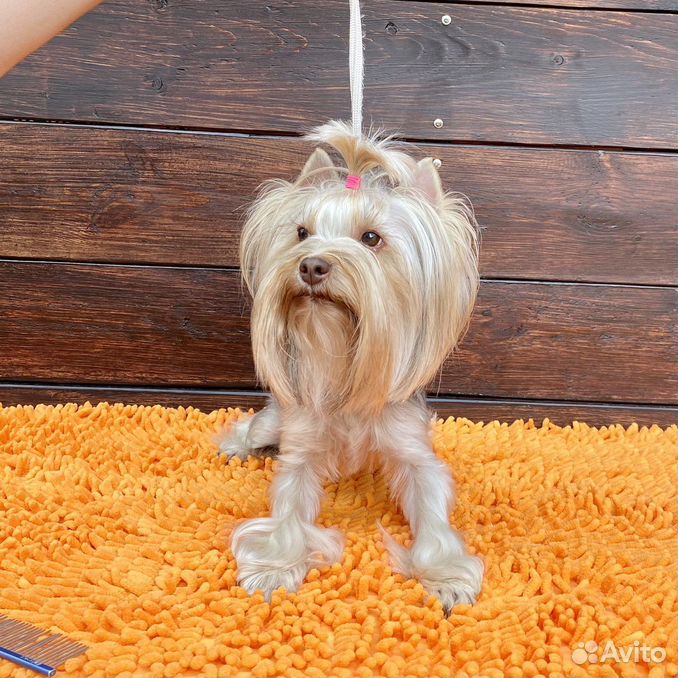 Молоденькая девочка цветной йорк