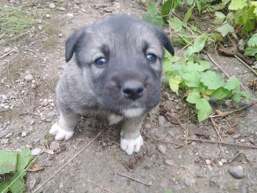 Собака