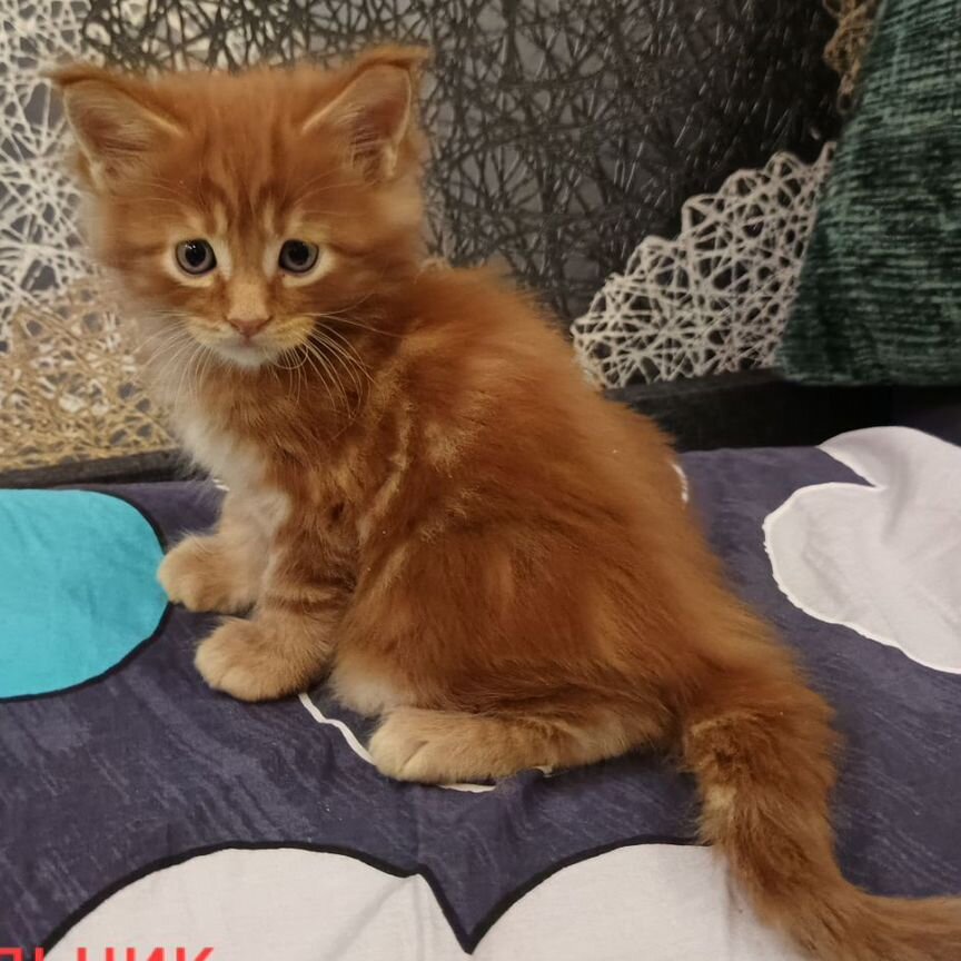 Мейн-кун котёнок
