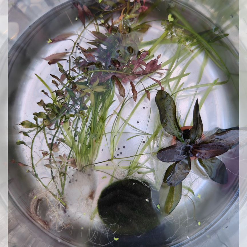 Аквариумные растения прополка