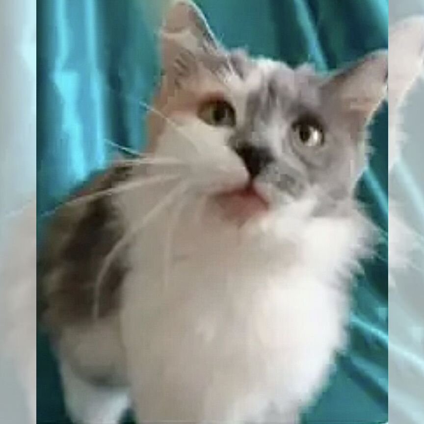 Взрослая, кошка в добрые руки