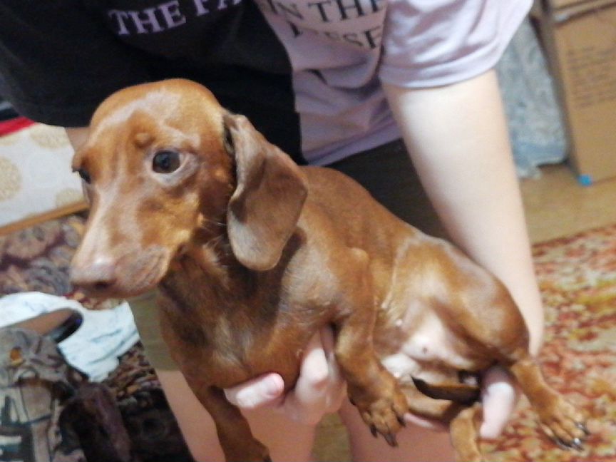 Кроликовая такса