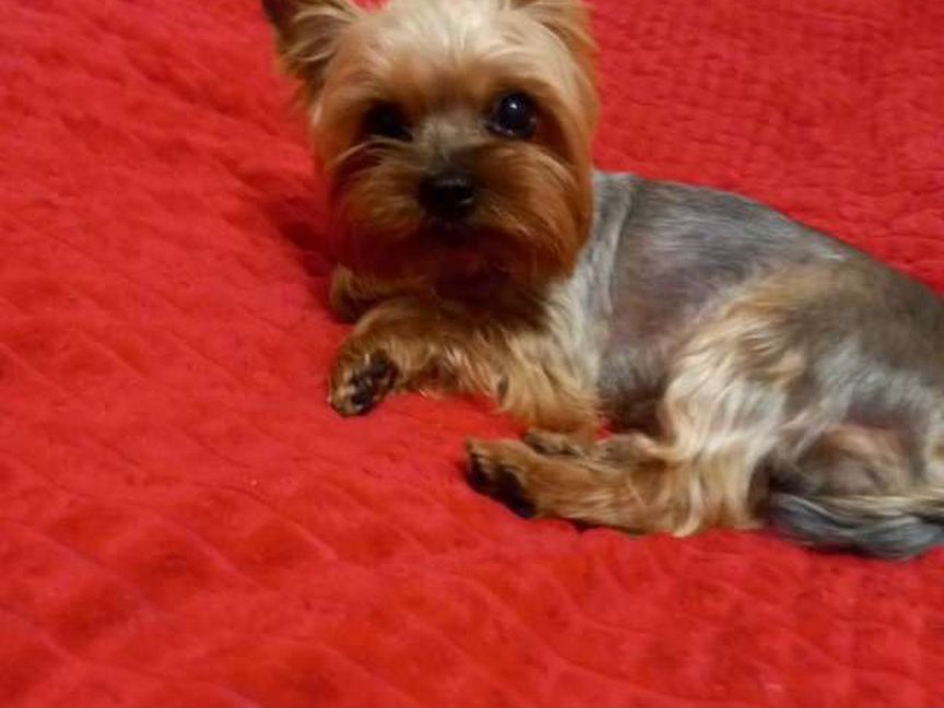 Йоркширский терьер