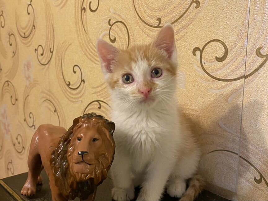 Рыжий котенок бесплатно