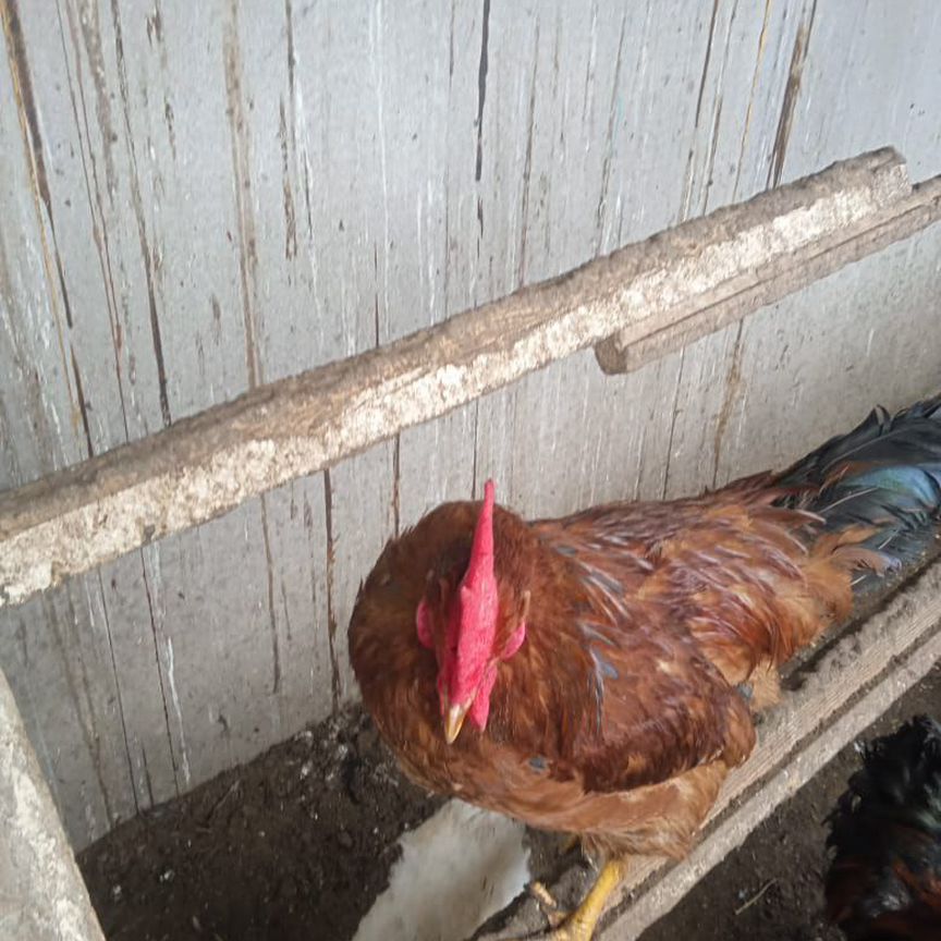 Петухи разные