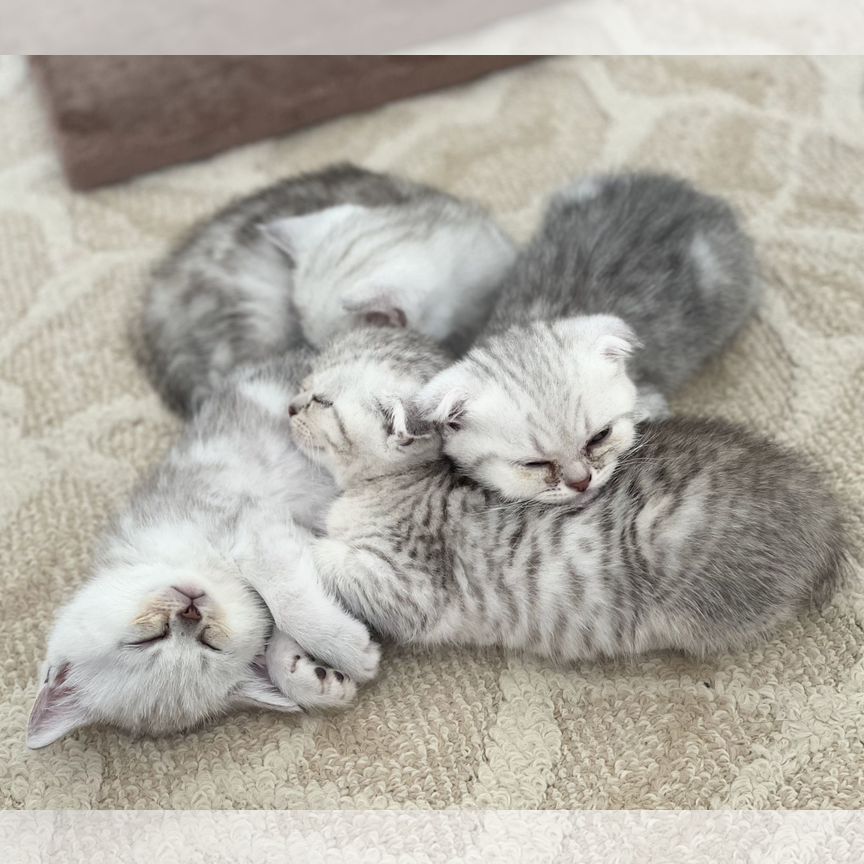 Шотландские вислоухие