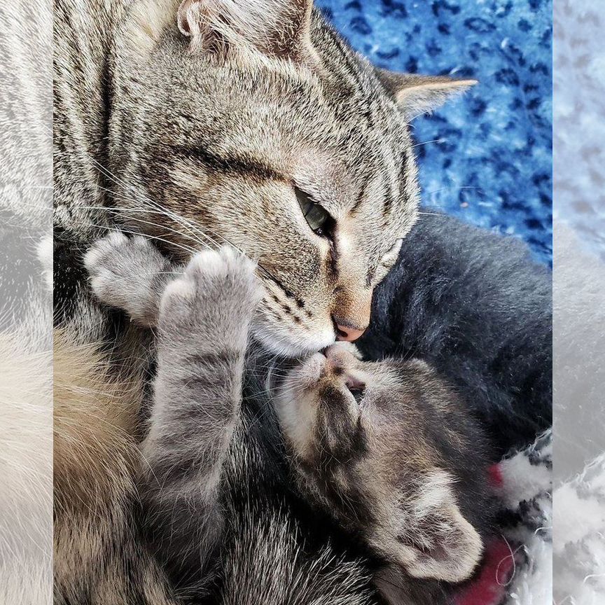 Нужна кормящая кошка