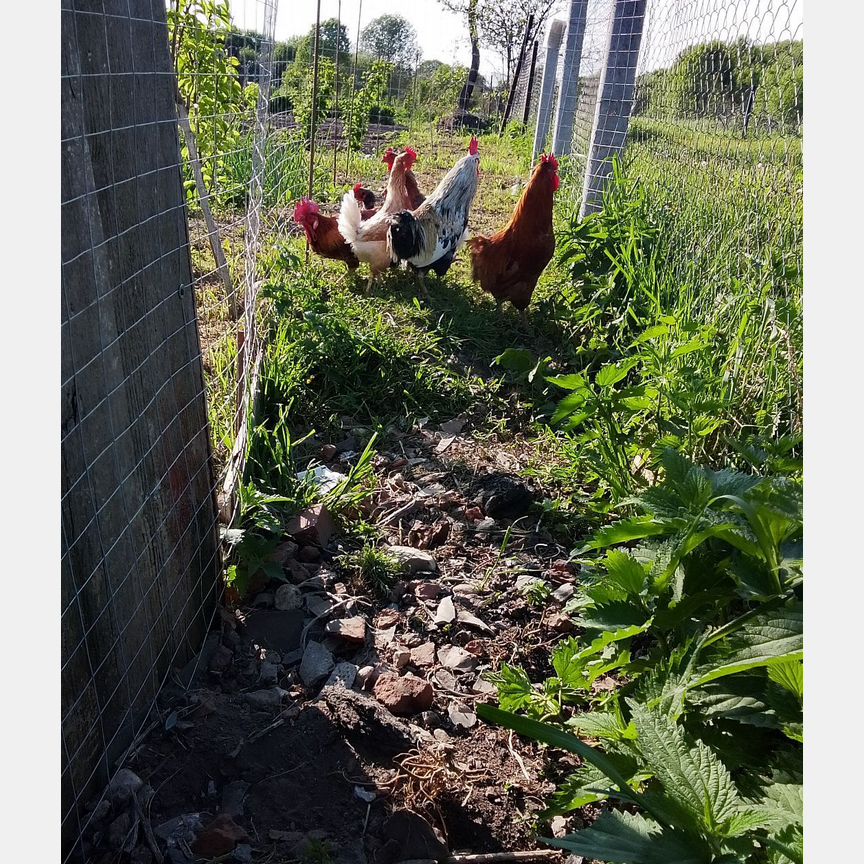 Продам петухов