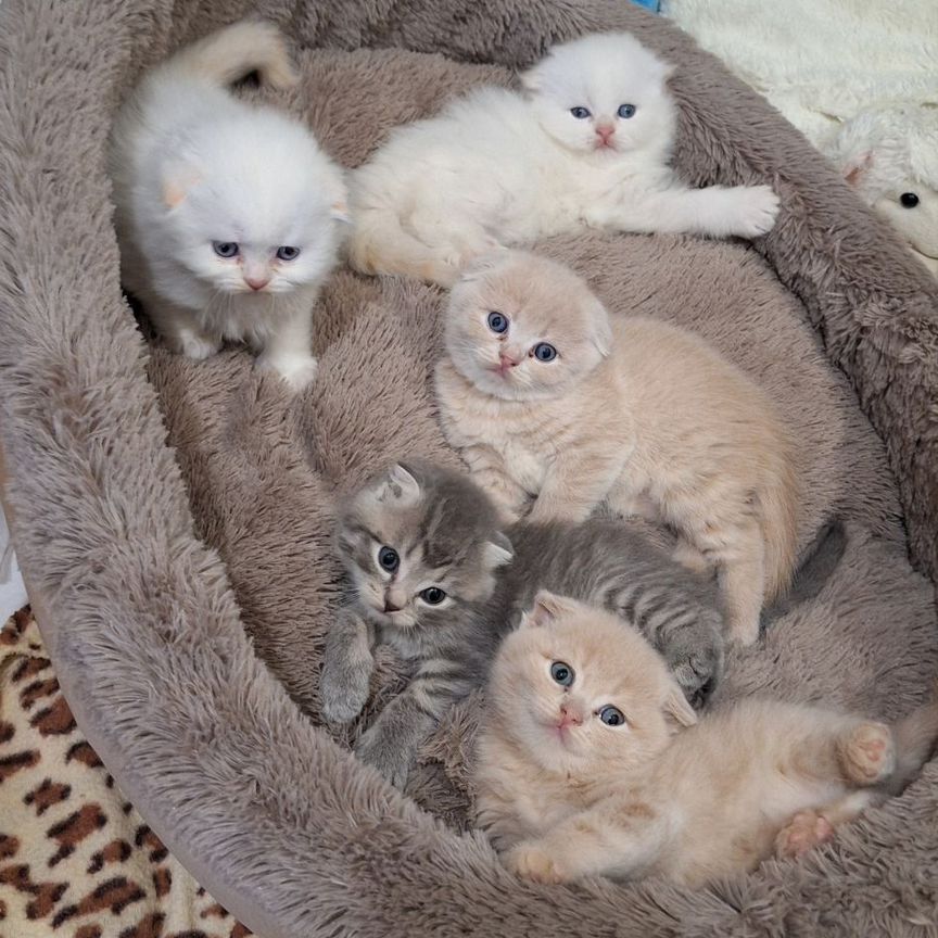 Шотландский вислоухий короткошёрстный котёнок