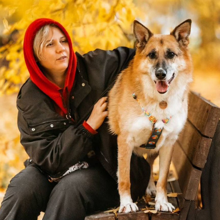 Немецкая овчарка, взрослая собака