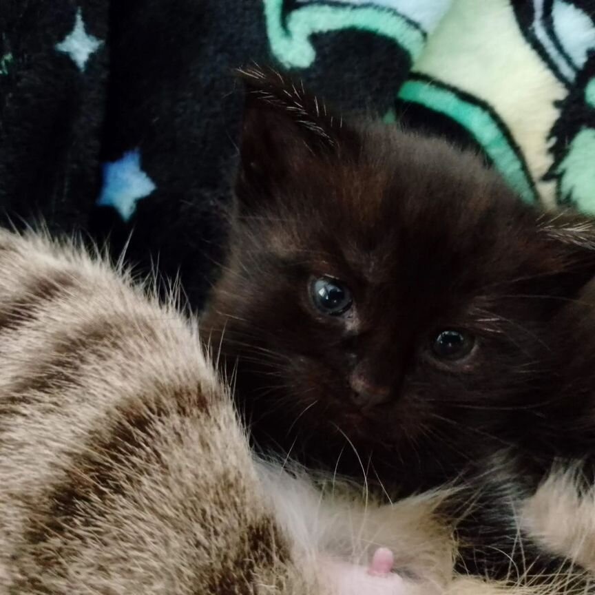 Отдам котенка в добрые руки. В начале июля родился