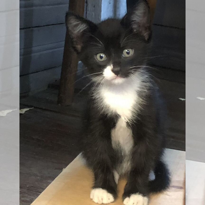 Котенок маркизенок