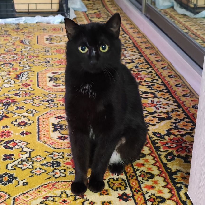 Взрослая, кошка в добрые руки