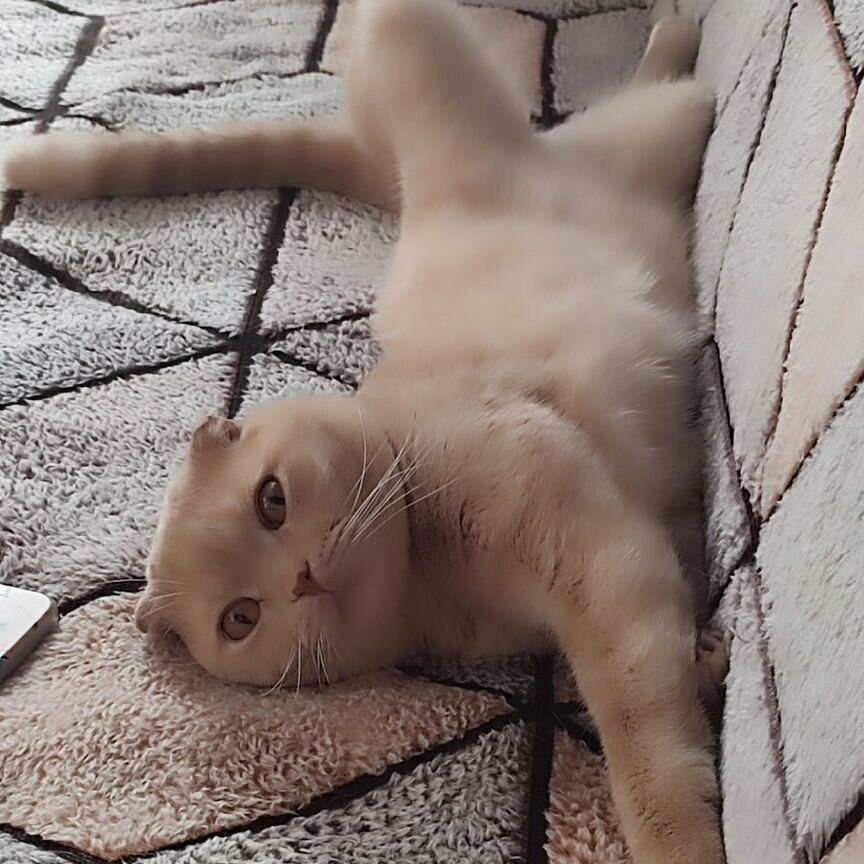 Шотландский вислоухий кот рыжий короткошëрстный
