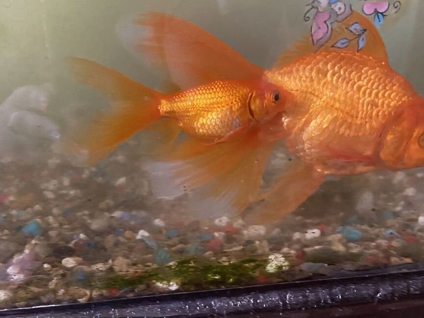 Золотые рыбки кометы и вуалехвостые