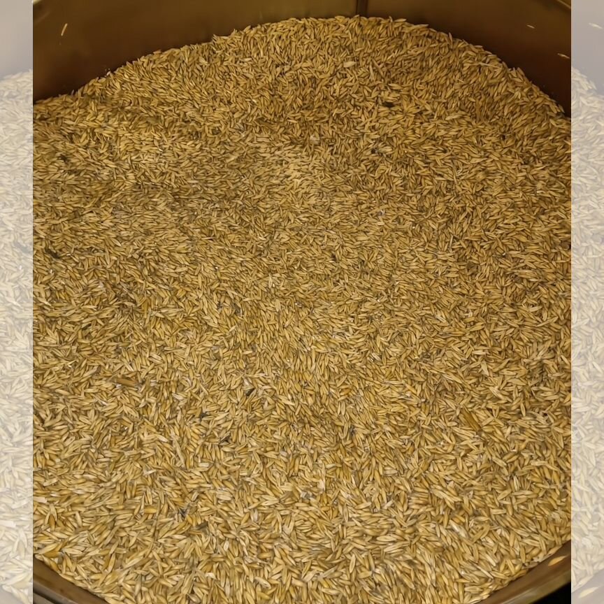 Зерно овес, пшеница