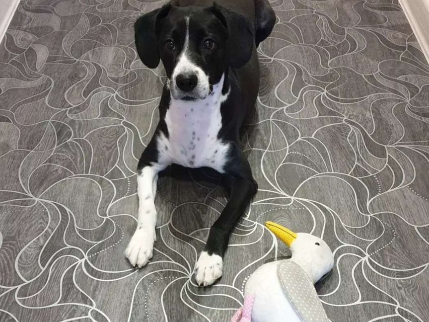 Собака в добрые руки