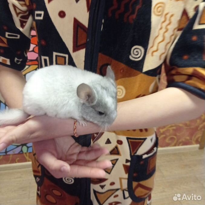 Шиншилла белый вильсон