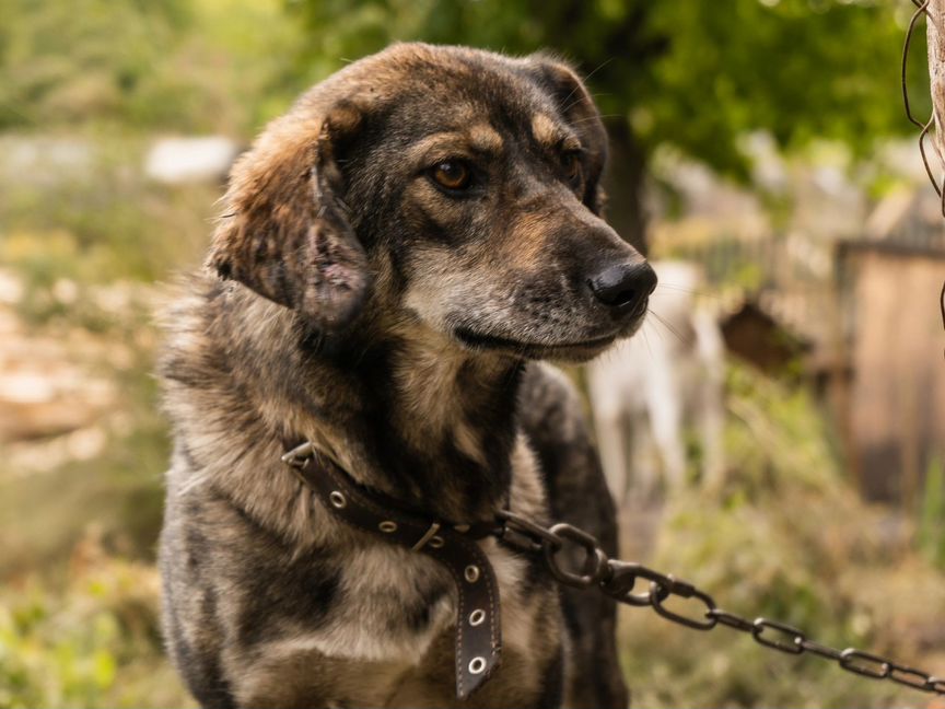 Собака из Приюта Ищет дом. Там ей плохо жить