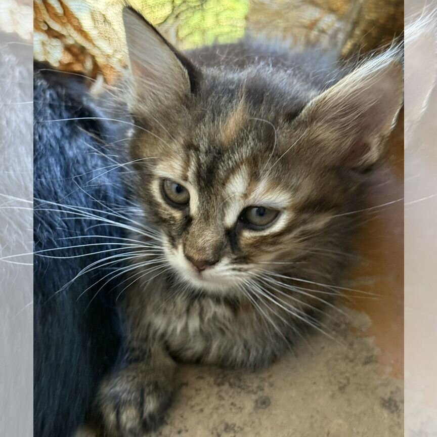 Котенка в добрые руки