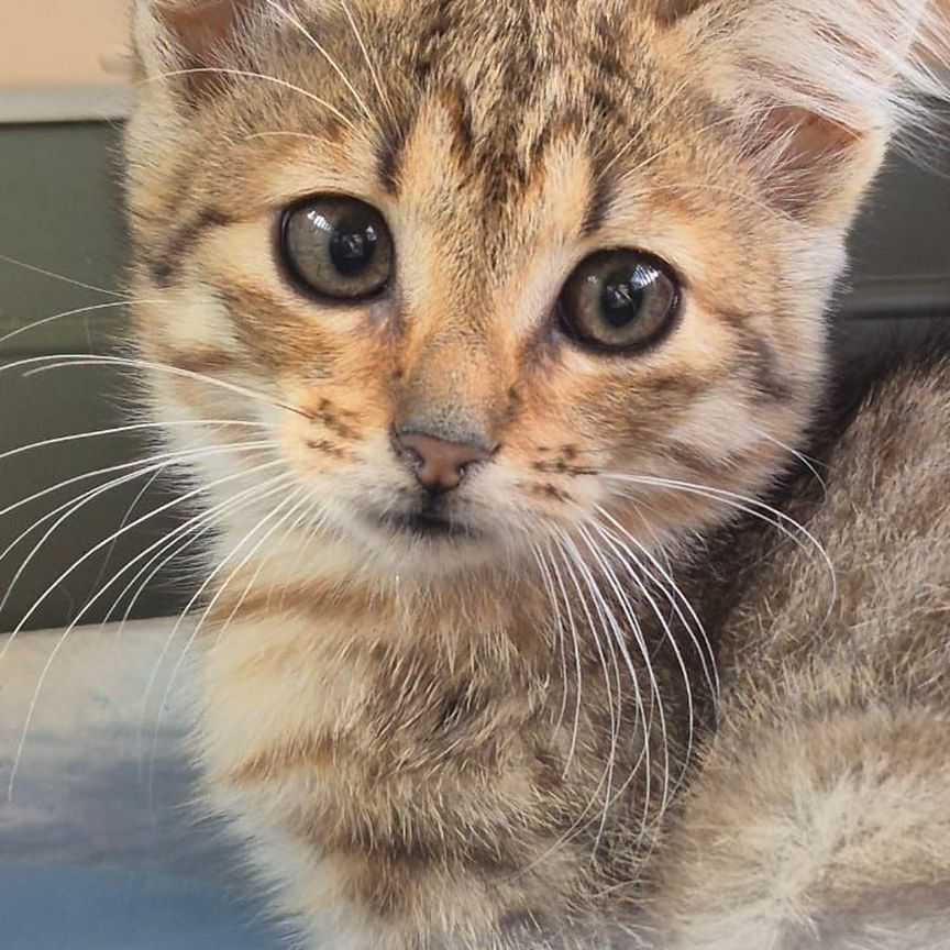 Нежнейший котёнок девочка