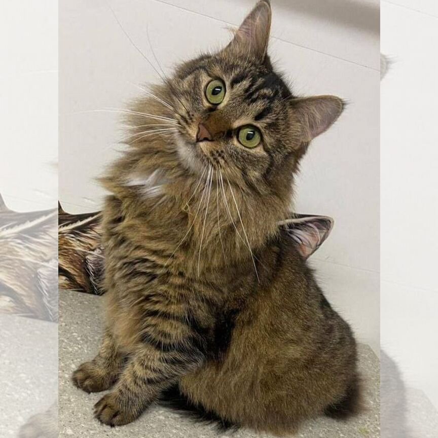 Клюковка милая, нежная в поисках любящей семьи