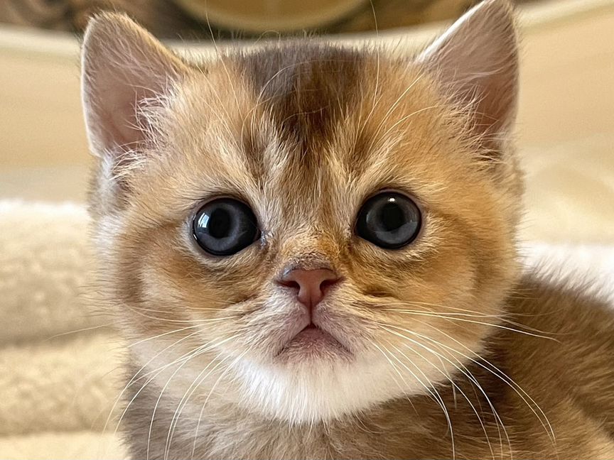 Фолды и страйты Шотландские котята