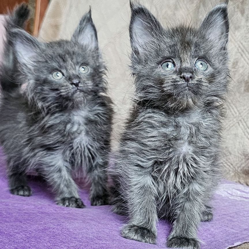 Мейн-кун котёнок