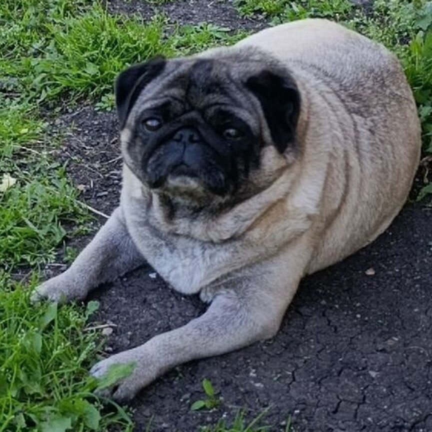 Мопс, взрослая собака