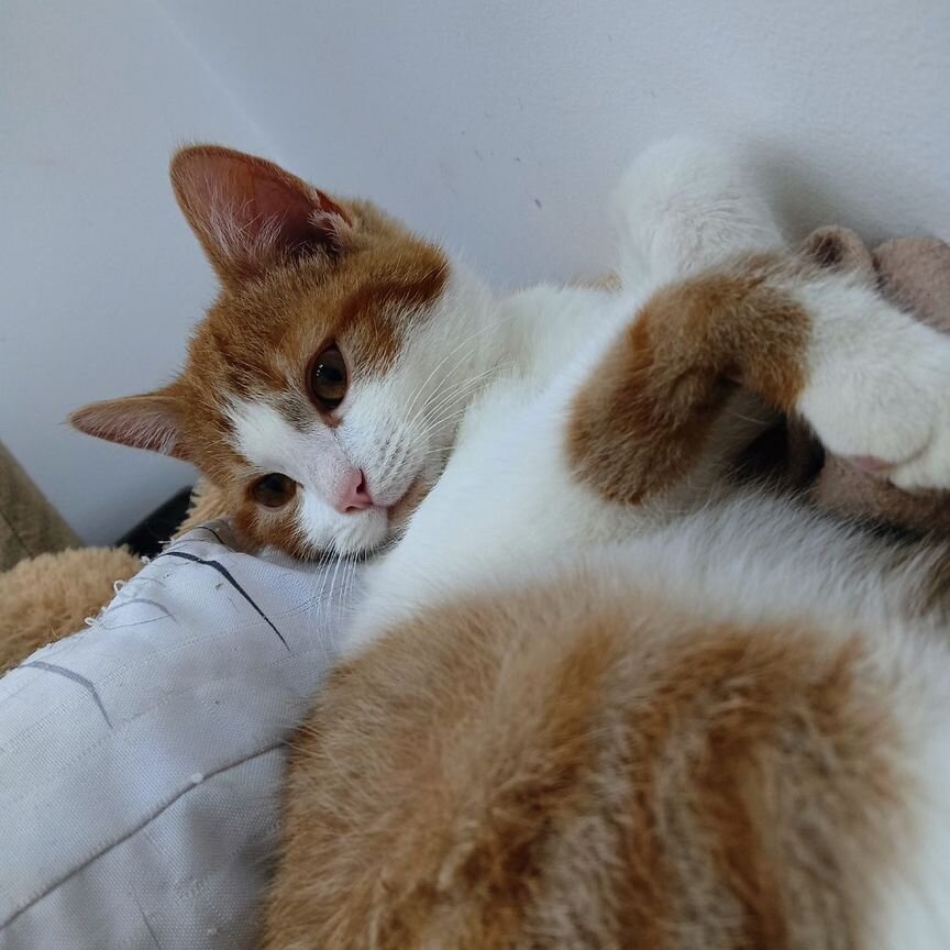 Котёнок подросток