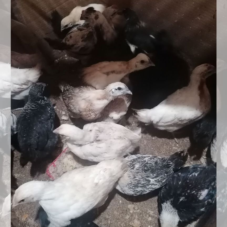 Продам, птицы