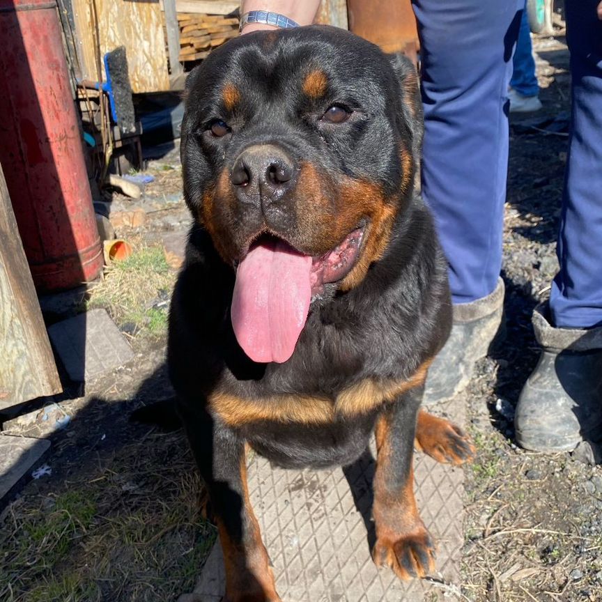 Ротвейлер, взрослая собака