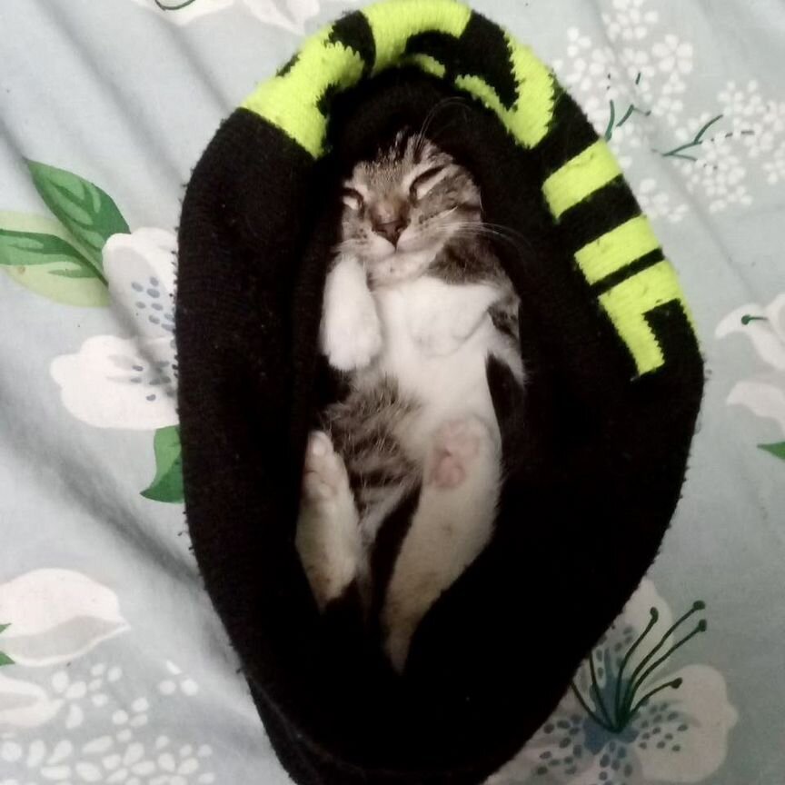 Котенок с идеальным характером