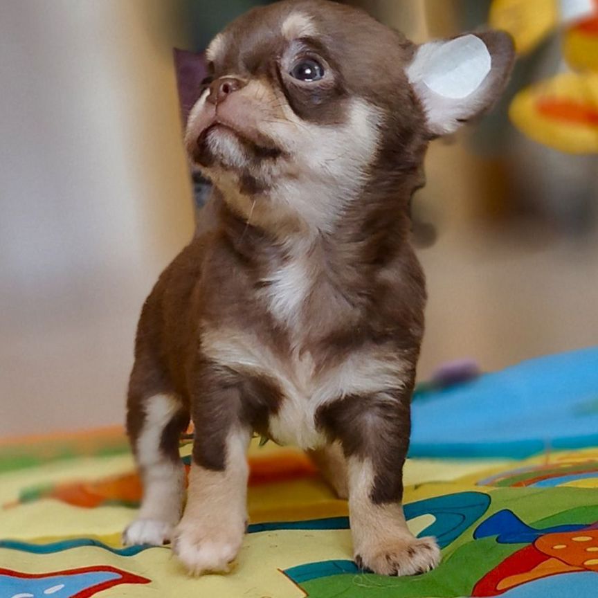 Чихуахуа, щенок