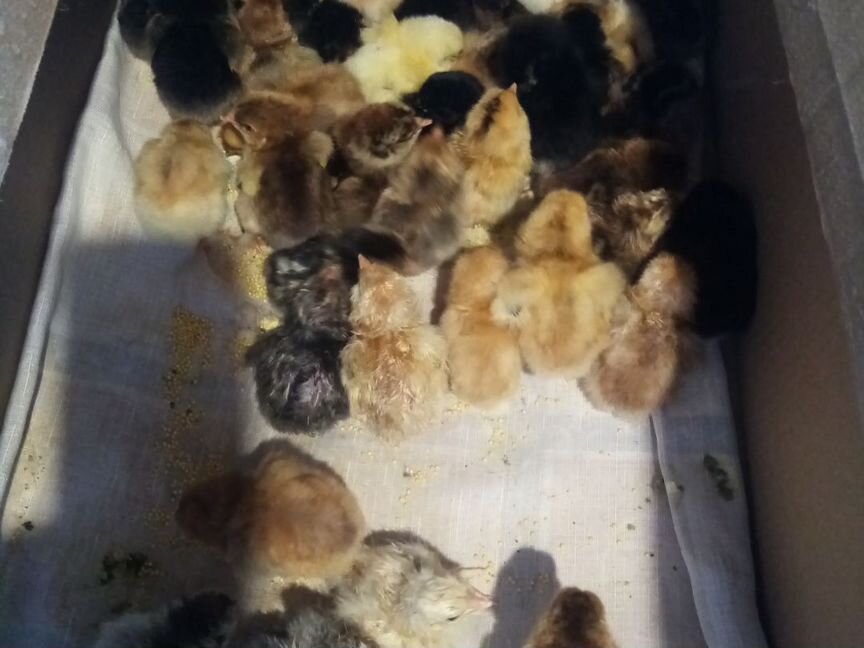 Цыплята суточные