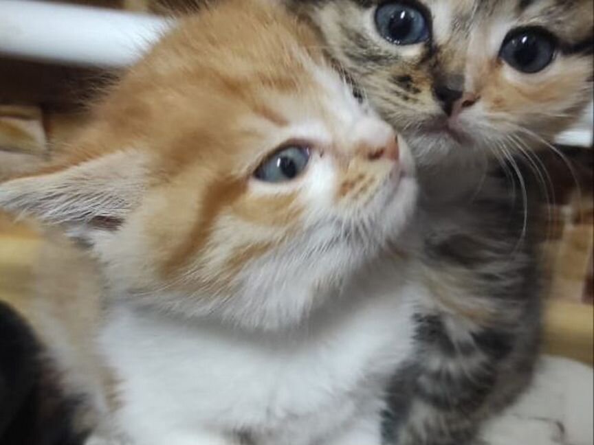 Очаровательные котята