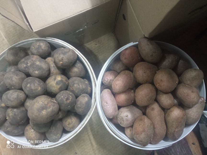 Продам картофель