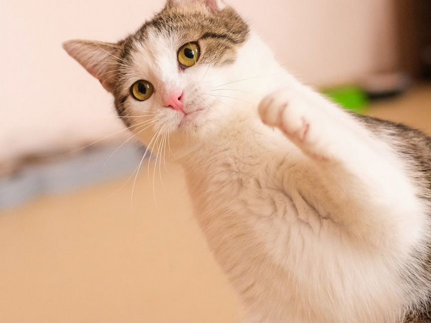 Кошка Герда из приюта в поисках семьи