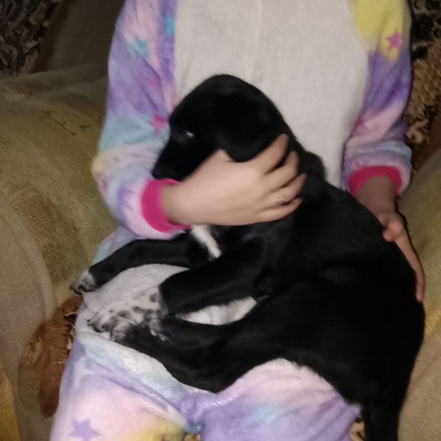 Кокер спаниель, щенок