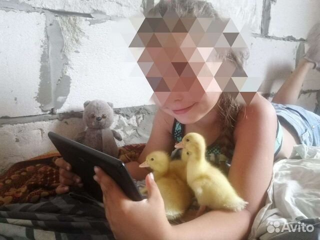 Утята бройлерные ст 5