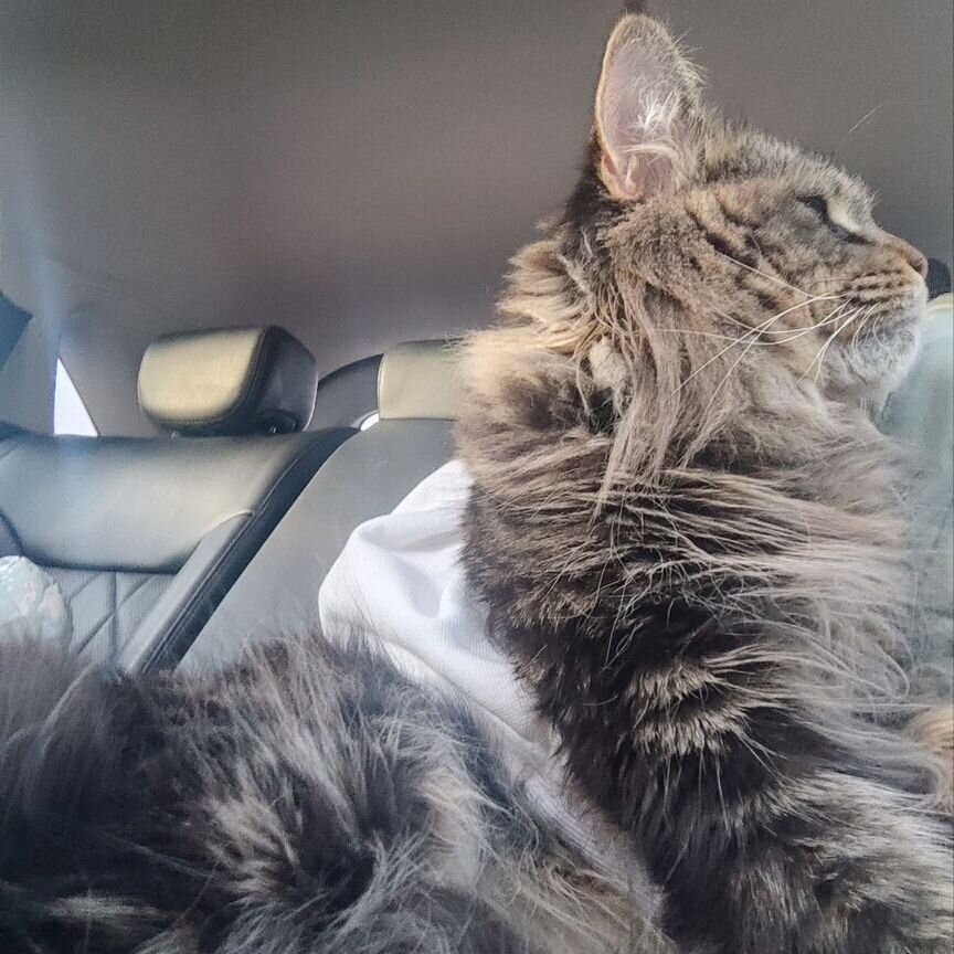 Продам кота мейнкун 2 года